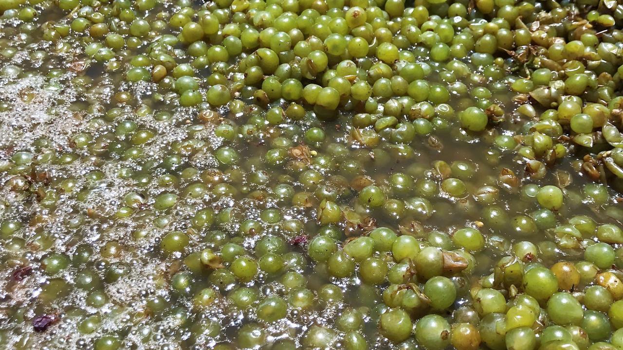 BFTV Cluster News - Daniela Barile and Selina Wang co-author Chard ...